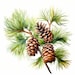 Pine Cones Clipart, Christmas Fir Tree Images, 10 Watercolor Clip Art ...