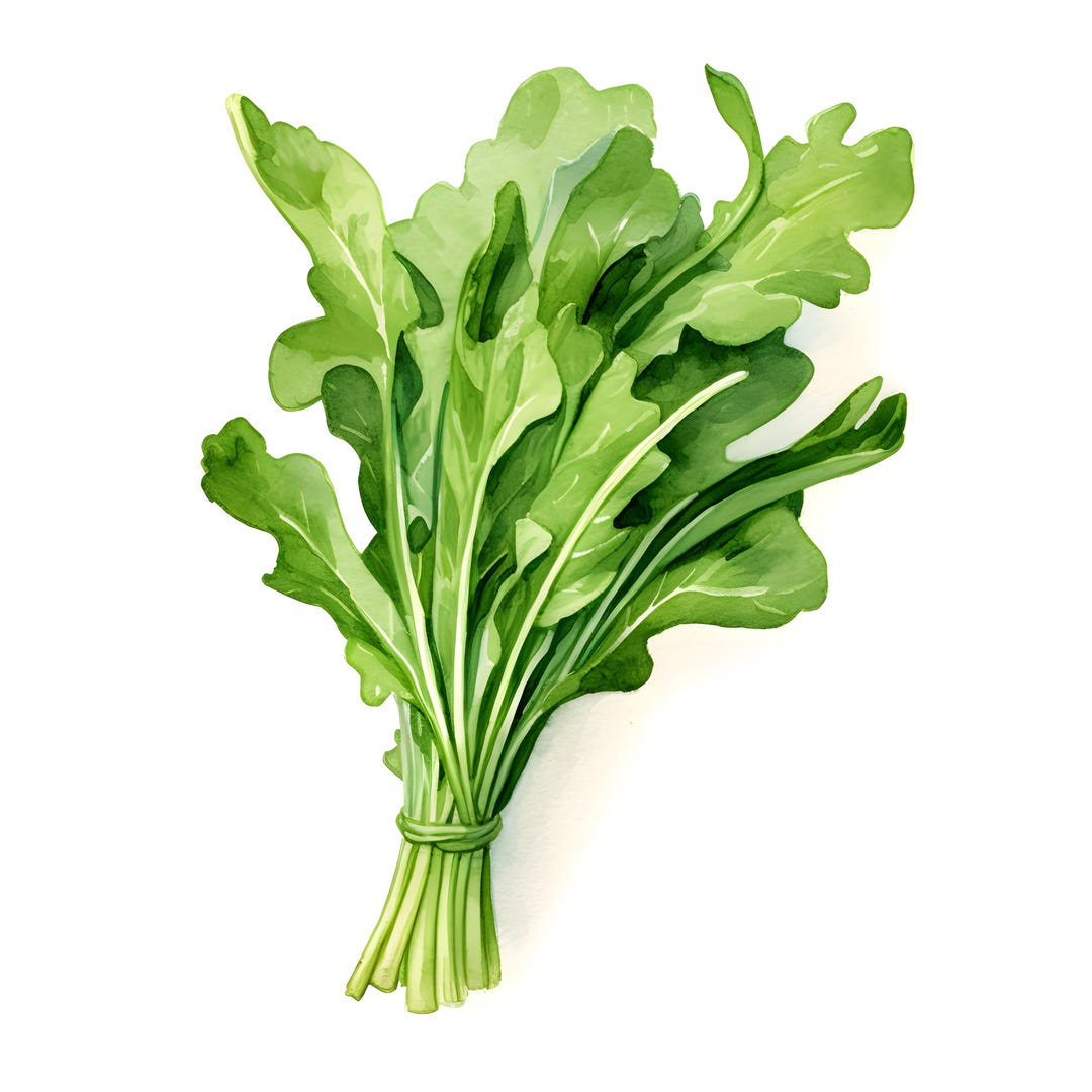 Arugula Clipart, Arugula Vegetables Images, 10 Watercolor Clip Art ...