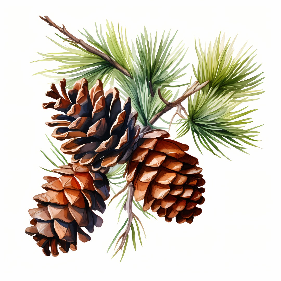 Pine Cones Clipart, Christmas Fir Tree Images, 10 Watercolor Clip Art ...