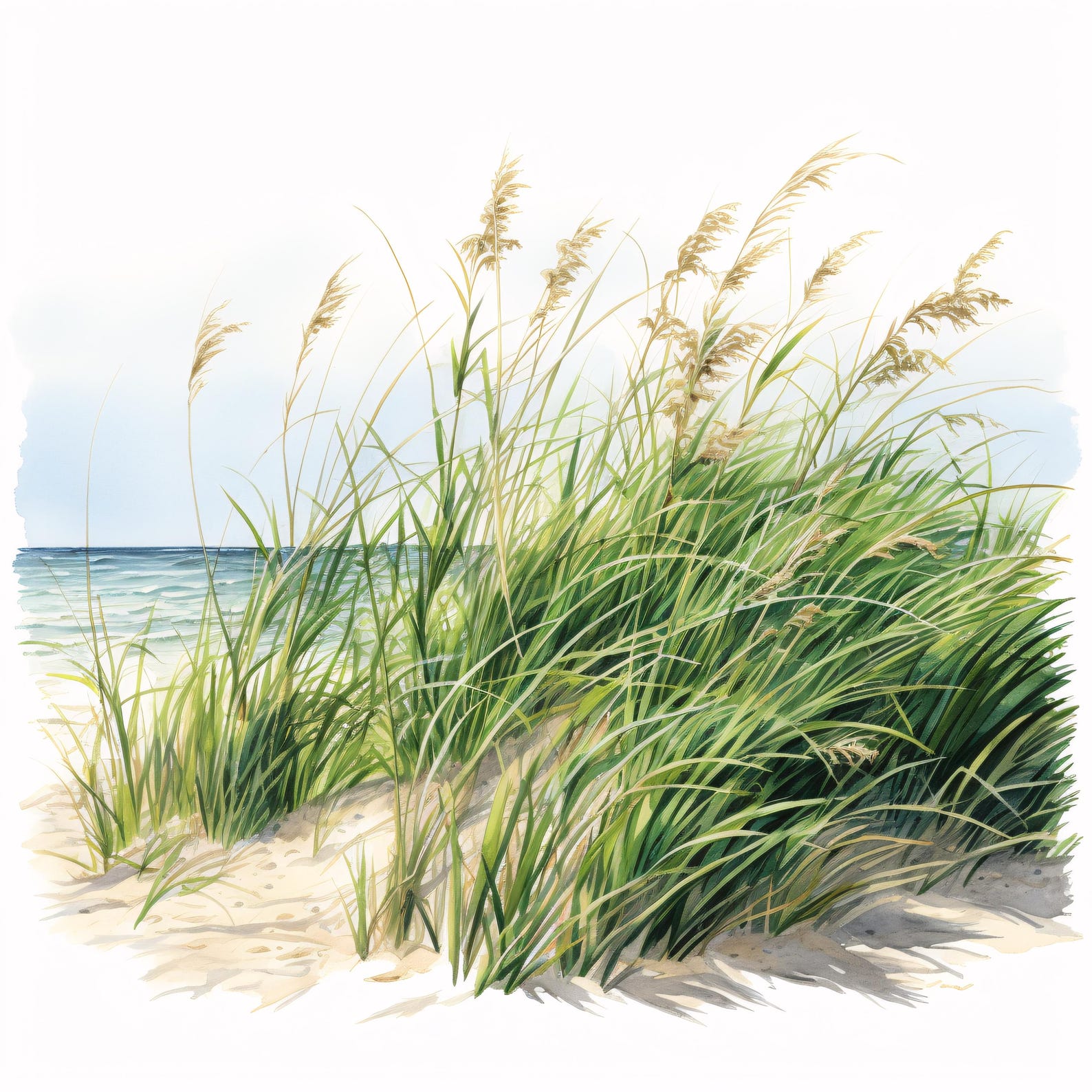 Watercolor Beach Grass Clipart: Coastal Landscape JPG Images ...