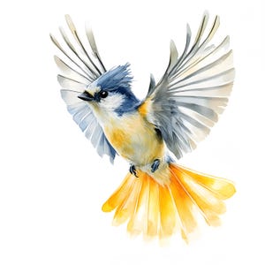 Tufted Titmouse Clipart, Flying Titmouse Images, 10 Watercolor Clip Art ...
