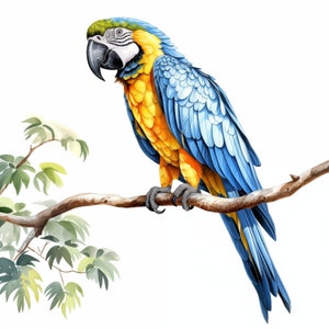 Macaw Clipart, Macaw Parrot Images, 10 Watercolor Clip Art, Printable ...