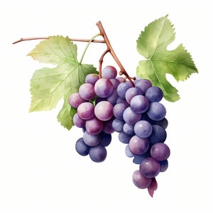 Grapes Clipart, Grape Branches Images, 10 Watercolor Clip Art ...