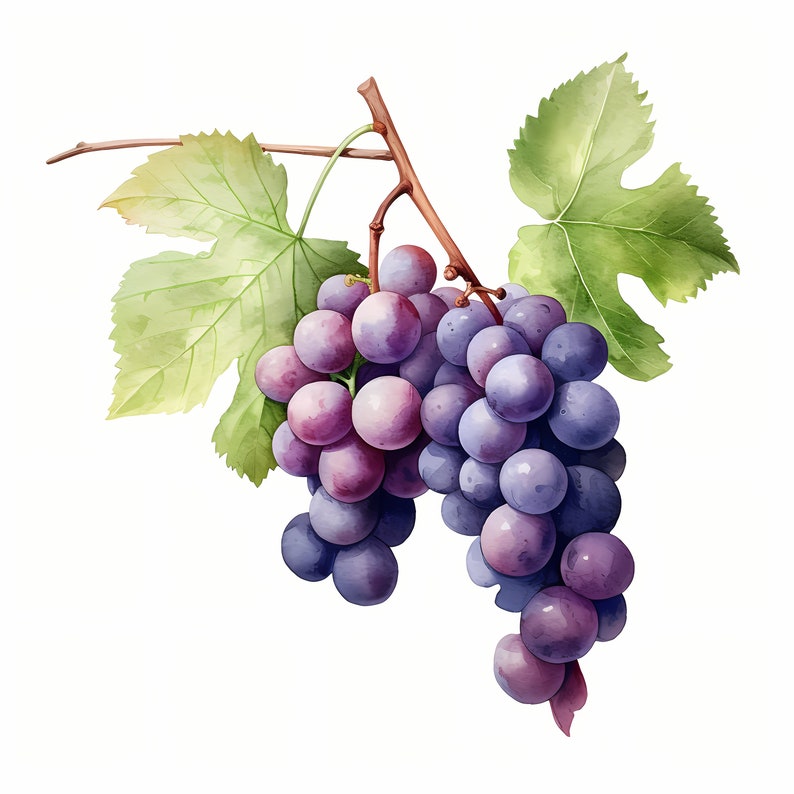 Grapes Clipart, Grape Branches Images, 10 Watercolor Clip Art ...