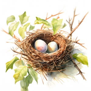 Nest With Eggs Clipart, Nest on Branch Images, 10 Watercolor Clip Art ...