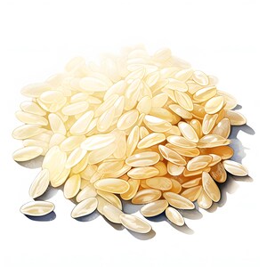 Rice Clipart, Rice Grains Images, 10 Watercolor Clip Art, Printable ...