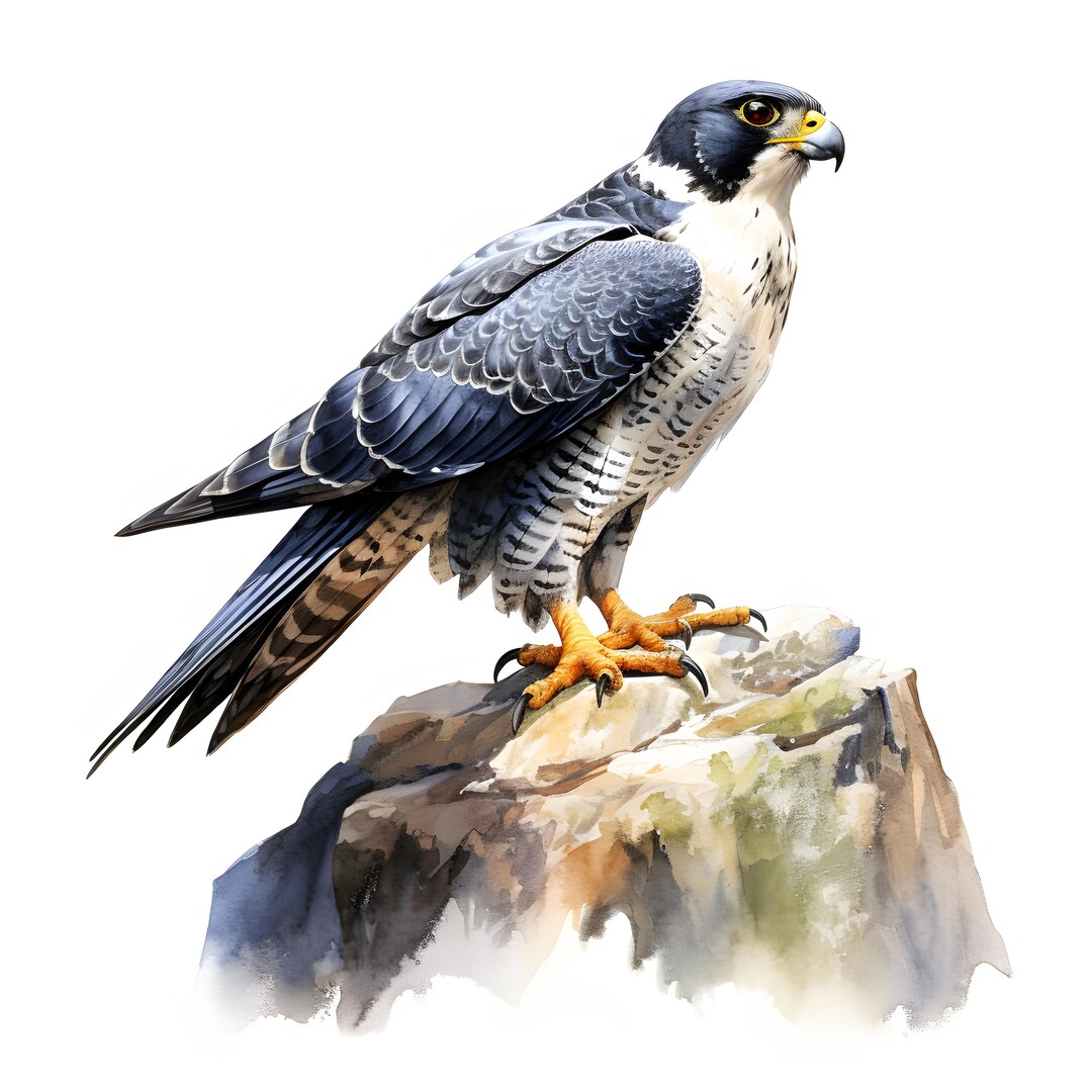 Peregrine Falcon Clipart, Peregrine Images, 10 Watercolor Clip Art ...