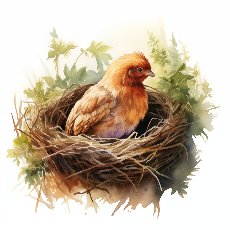 10 Hen in Nest, Hen Sitting on Eggs JPG, Watercolor Clipart, Printable ...
