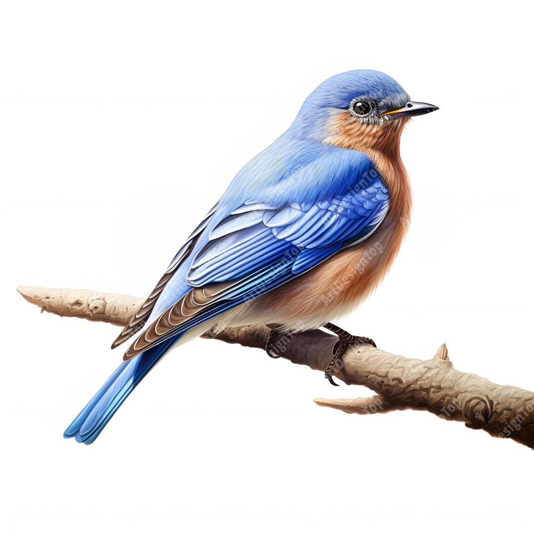 Watercolor Eastern Bluebird Clipart: 10 JPG Images (commercial Use) - Etsy