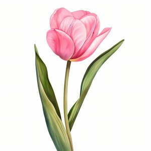 Pink Tulip Watercolor Clipart: 10 JPG Images (commercial Use) - Etsy