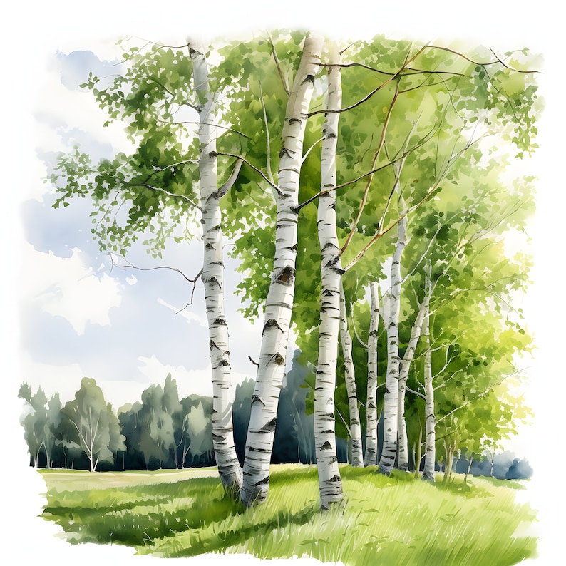 Watercolor Birch Forest Clipart: Printable JPG Images (commercial Use ...