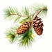 Pine Cones Clipart, Christmas Fir Tree Images, 10 Watercolor Clip Art ...