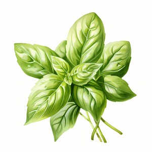 Basil Clipart, Culinary Basil Images, 10 Watercolor Clip Art, Printable ...