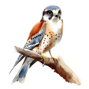 American Kestrel Clipart, Kestrel on Branch Images, 10 Watercolor Clip ...