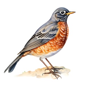 American Robin Watercolor Clipart: 10 Bird Images (printable Jpgs) - Etsy