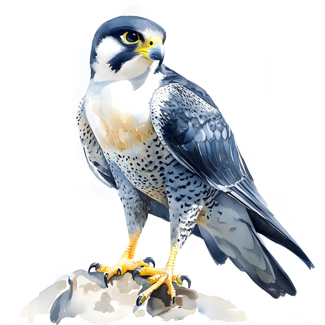 Falcon Clipart, Peregrine Falcon Images, 10 Watercolor Clip Art ...