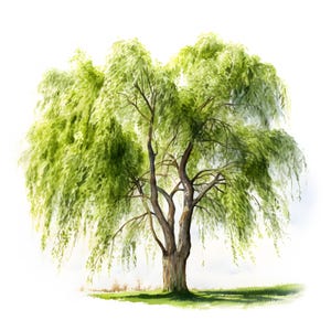 Willow Tree Clipart, Fuzzy Willow Tree Images, 10 Watercolor Clip Art ...