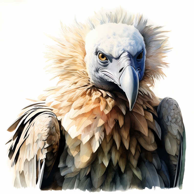 Vulture Clipart, Vulture Birds Images, 10 Watercolor Clip Art ...