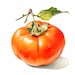 Persimmon Clipart, Fruit Images, 10 Watercolor Clip Art, Printable Jpgs ...