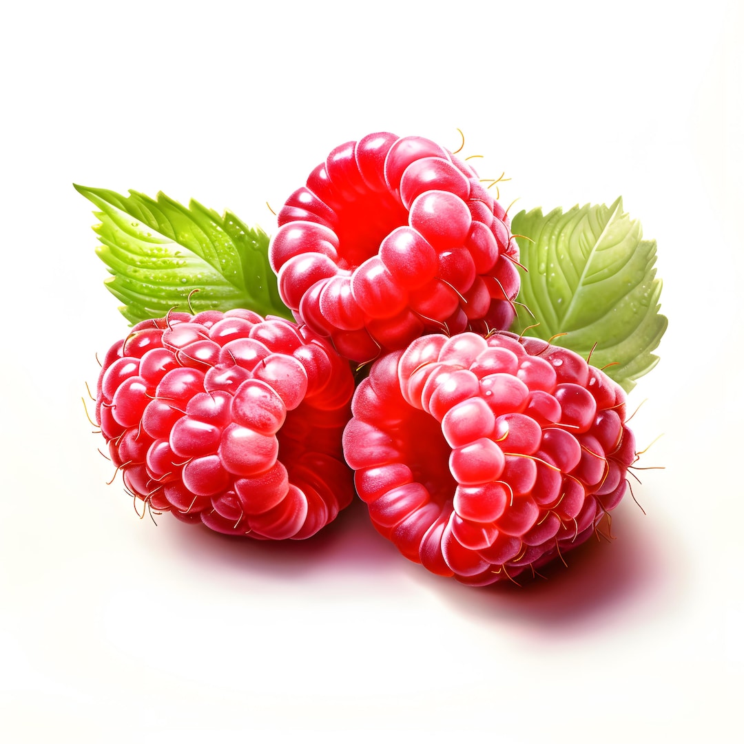 Raspberries Clipart, Raspberry Fruits Images, 10 Watercolor Clip Art ...
