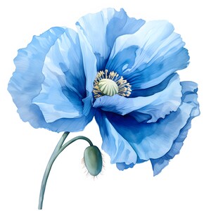 Watercolor Blue Poppy Clipart: Floral JPG Images (commercial Use) - Etsy