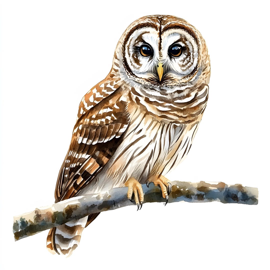 Barred Owl Clipart, Barn Owl Images, 10 Watercolor Clip Art, Printable ...