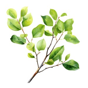 Green Branch Clipart, Tree Branch Images, 10 Watercolor Clip Art ...