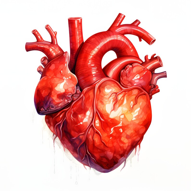 Watercolor Anatomical Heart Clipart: Human Heart Images (jpgs ...