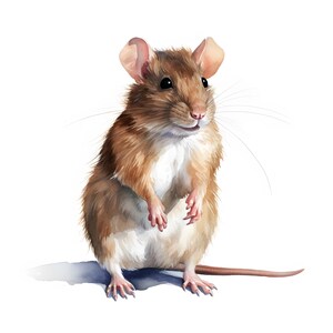 Cute Rat Clipart, Funny Rat Images, 10 Watercolor Clip Art, Printable ...
