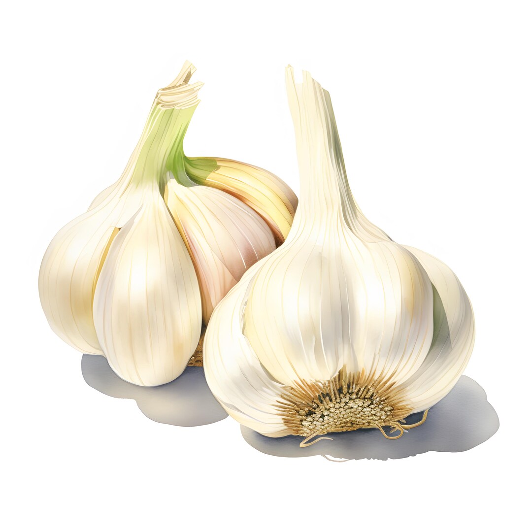 Watercolor Garlic Clipart: 10 Printable JPG Images for Commercial Use ...