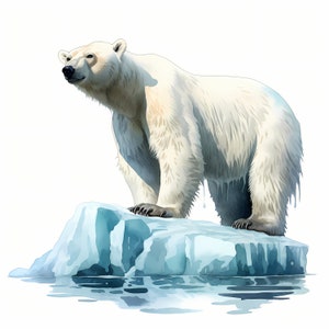 Polar Bear Clipart, Bear on Iceberg Images, 10 Watercolor Clip Art ...