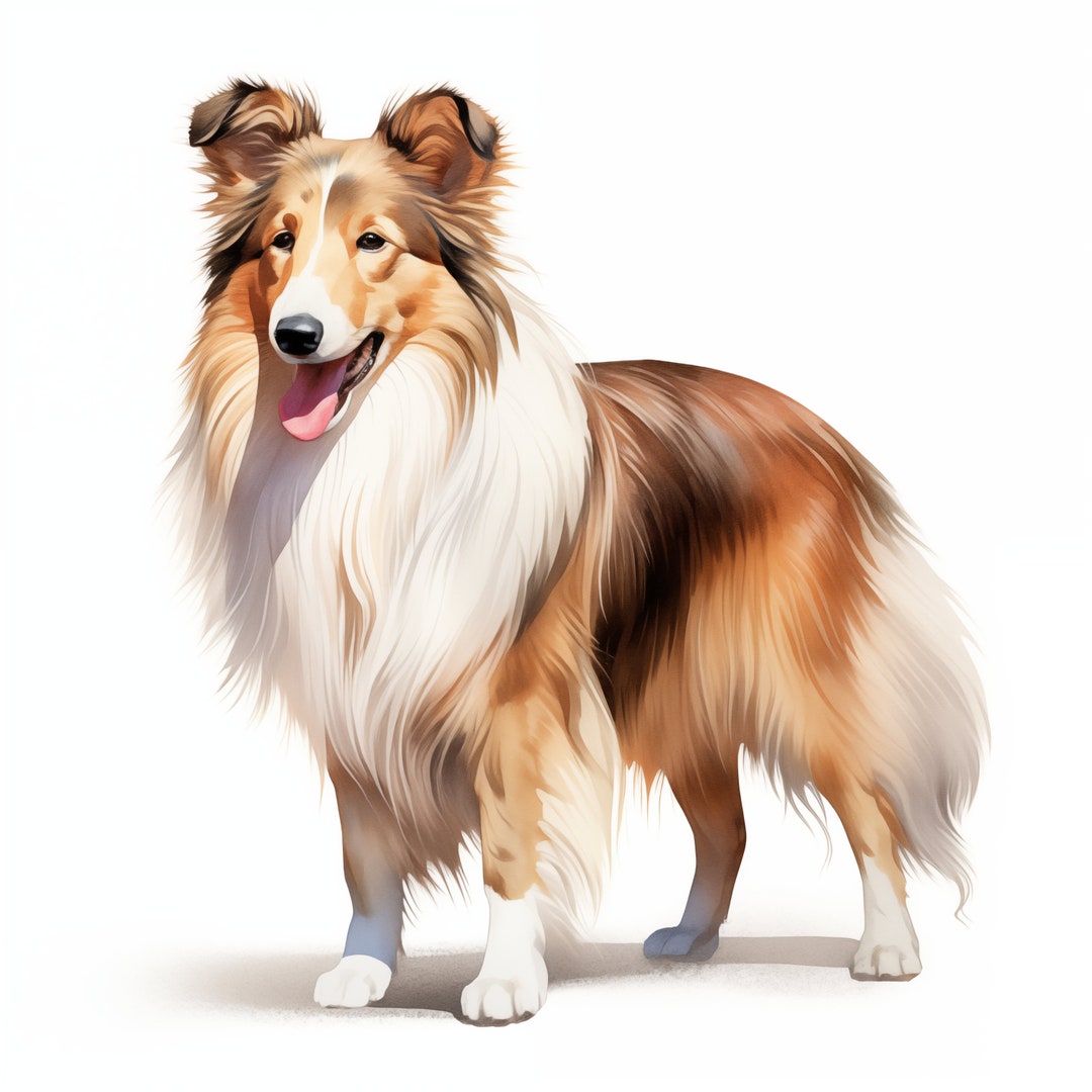 Shetland Sheepdog Clipart, Sheltie Dog Images, 10 Watercolor Clip Art ...