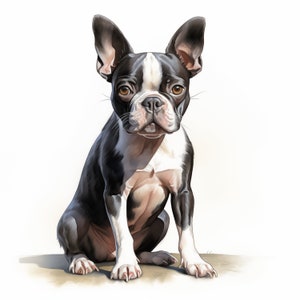 Boston Terrier Clipart, Boston Terrier Dog Images, 10 Watercolor Clip ...