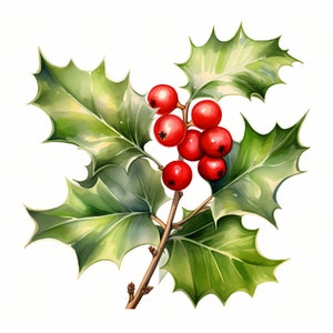 Watercolor Holly Berries Clipart: Christmas Images (jpgs, Instant ...