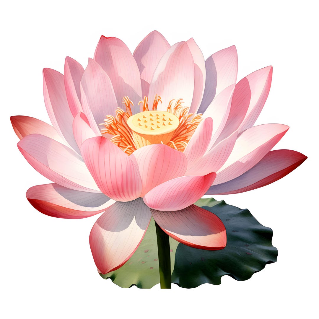 Lotus Clipart, Lotus Flower Images, 10 Watercolor Clip Art, Printable ...