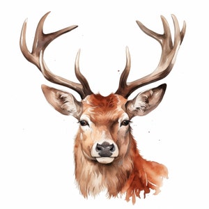 Red Deer Head Clipart, Red Deer Head Images, 15 Watercolor Clip Art ...