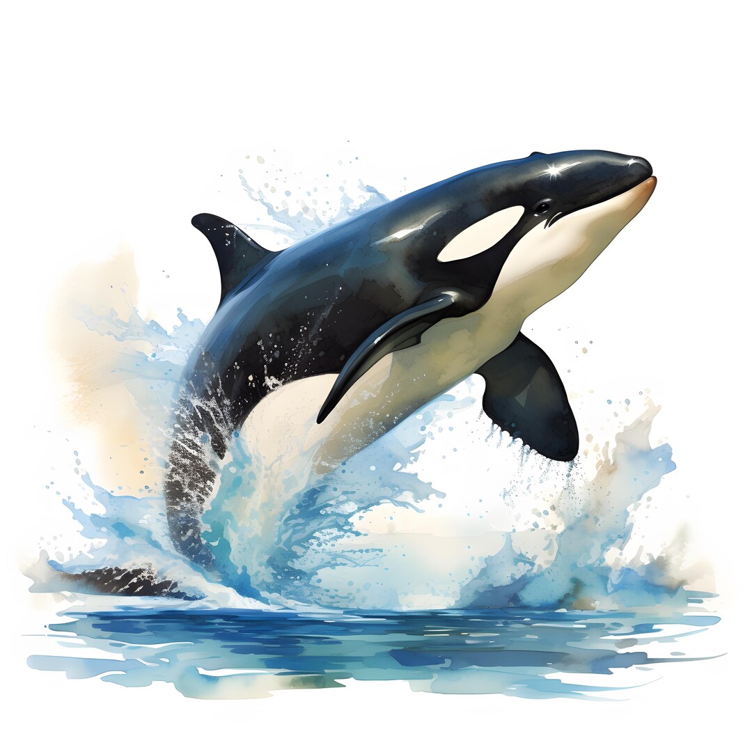 Killer Whale Clipart, Orca Images, 10 Watercolor Clip Art, Printable ...