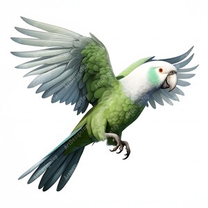 Watercolor Green Quaker Parrot Clipart: Commercial Use (jpgs) - Etsy