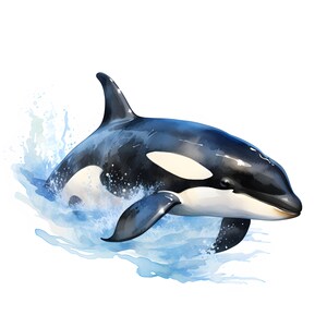 Killer Whale Clipart, Orca Images, 10 Watercolor Clip Art, Printable ...