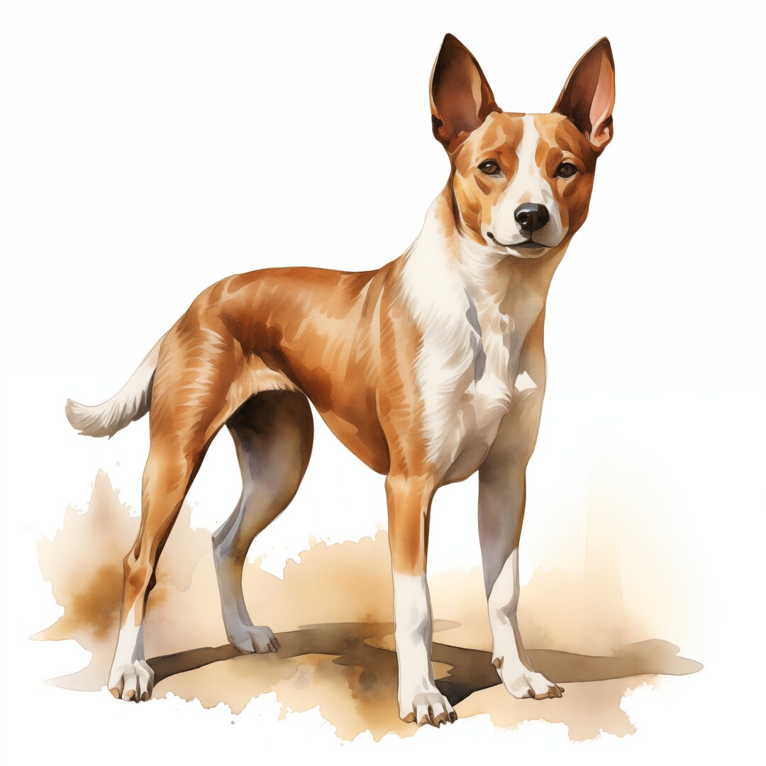 Basenji Clipart, Basenji Dog Images, 10 Watercolor Clip Art, Printable ...