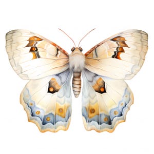 Moth Clipart, Moon Moth Images, 10 Watercolor Clip Art, Printable Jpgs ...