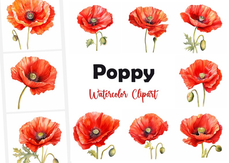 Red Poppy Clipart, Poppy Flowers Images, 10 Watercolor Clip Art ...