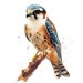 American Kestrel Clipart, Kestrel on Branch Images, 10 Watercolor Clip ...
