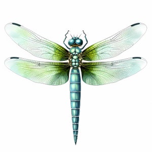 Dragonfly Clipart, Dragonflies Images, 10 Watercolor Clip Art ...