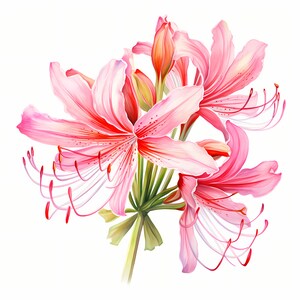 Pink Nerine Clipart, Nerine Flowers Images, 10 Watercolor Clip Art ...