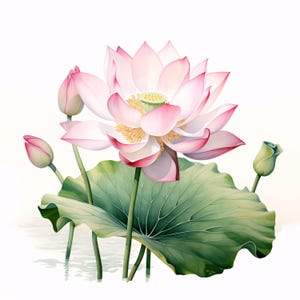 Watercolor Lotus Clipart: Printable Water Lily Images (jpgs, Commercial ...