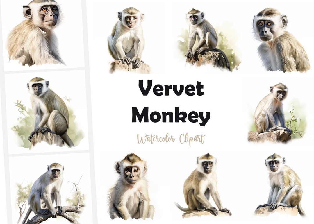 10 Vervet Monkey, Vervet Monkey JPG, Watercolor Clipart, High Quality ...