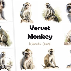 10 Vervet Monkey, Vervet Monkey JPG, Watercolor Clipart, High Quality ...