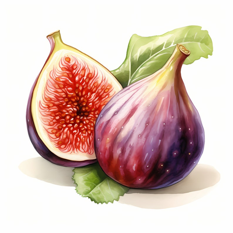 Fig, Fig Fruit, Botanical Fruit Watercolor Clipart Set With 10 JPG ...