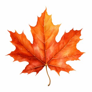 Watercolor Maple Leaf Clipart: Autumn Canadian Leaves (jpgs, Commercial ...